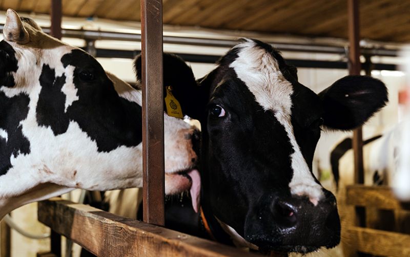Mengenali Penyakit Sapi Perah - Jagad Tani - Petaninya Milenial
